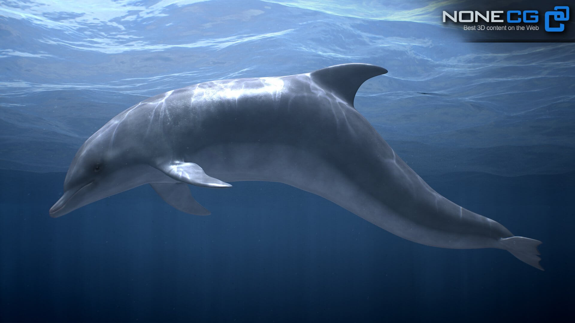 Animated Bottlenose Dolphin - 3D Model by NoneCG