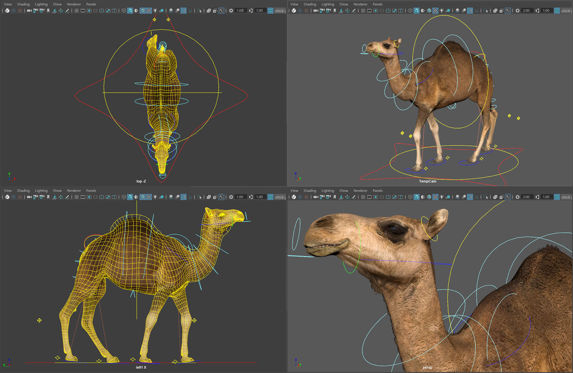 Animated Camel V2 - 3D Model by NoneCG