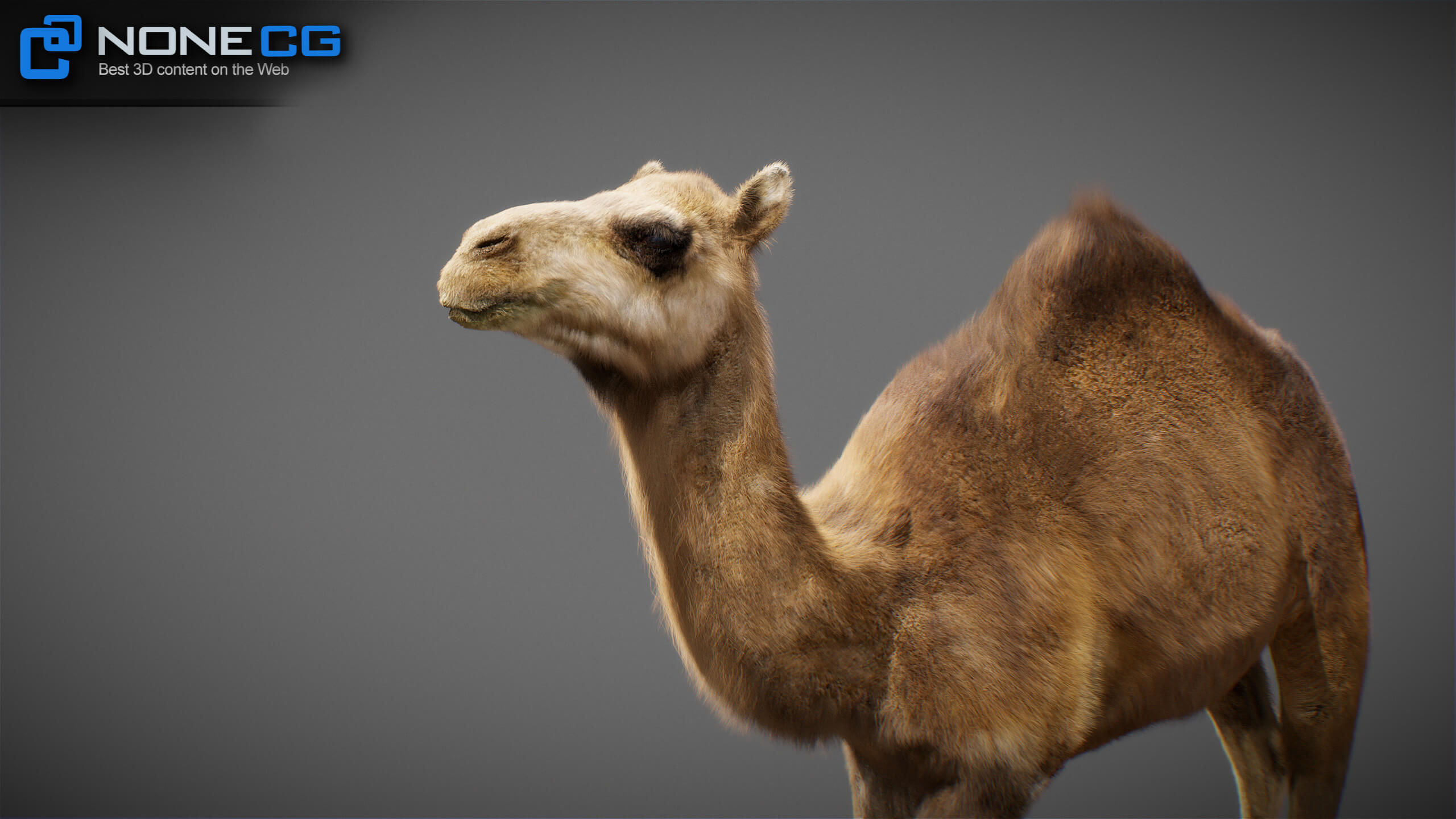 Animated Camel V2 - 3D Model by NoneCG