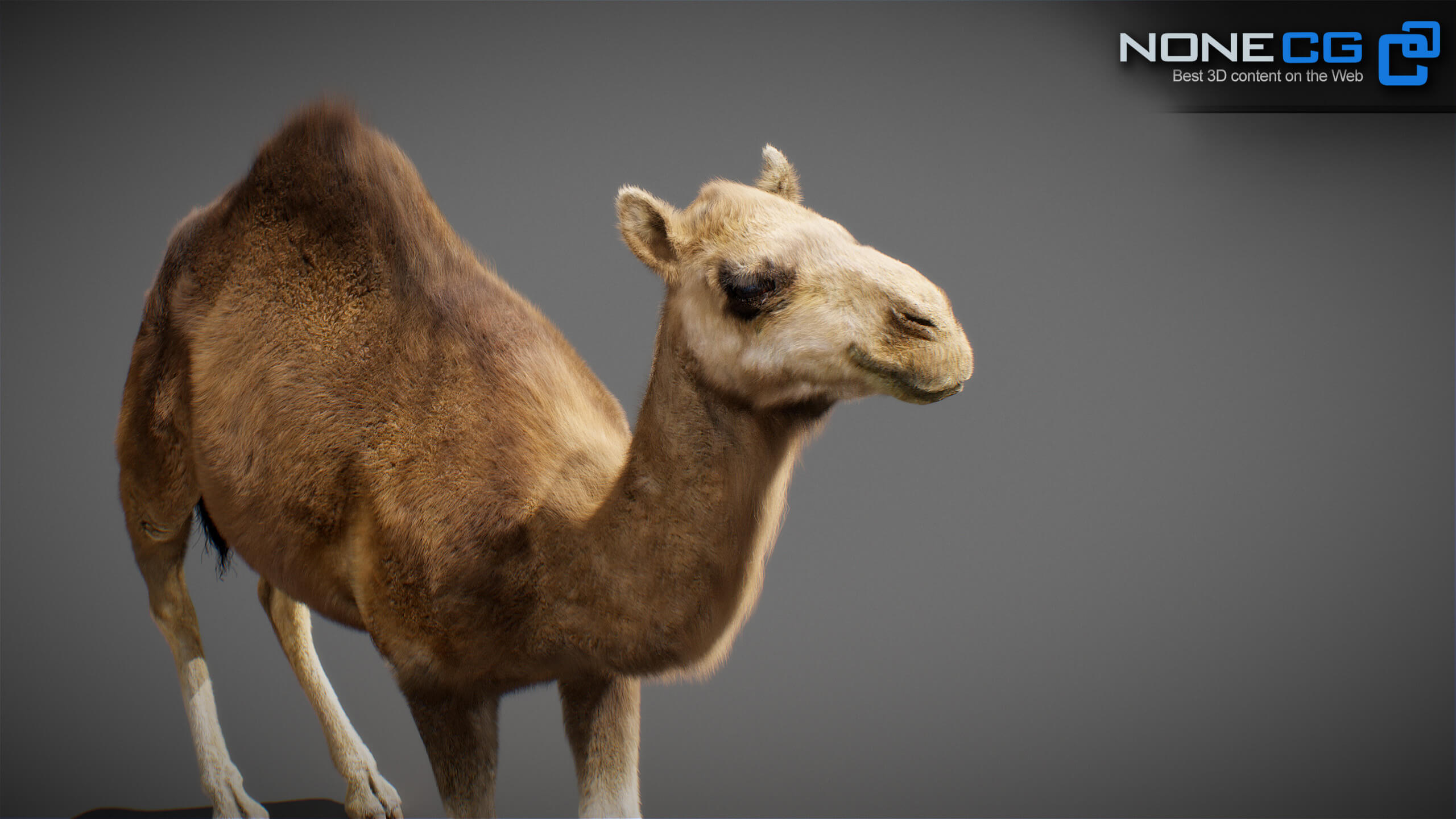 Animated Camel V2 - 3D Model by NoneCG