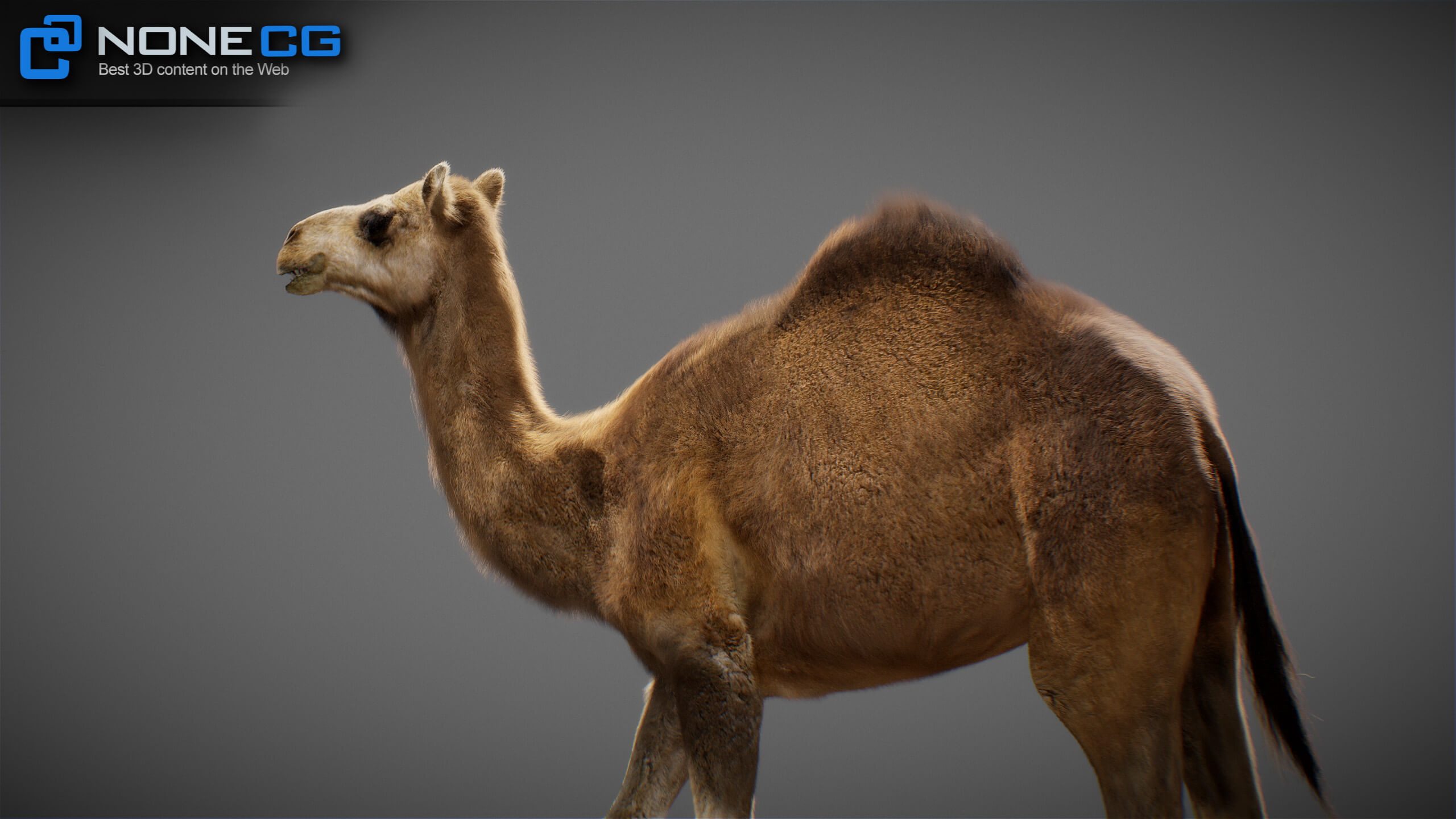 Animated Camel V2 - 3D Model by NoneCG