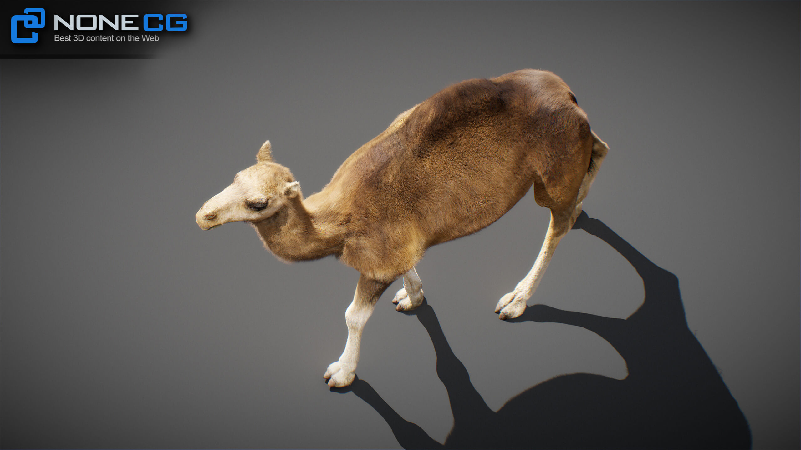 Animated Camel V2 - 3D Model by NoneCG