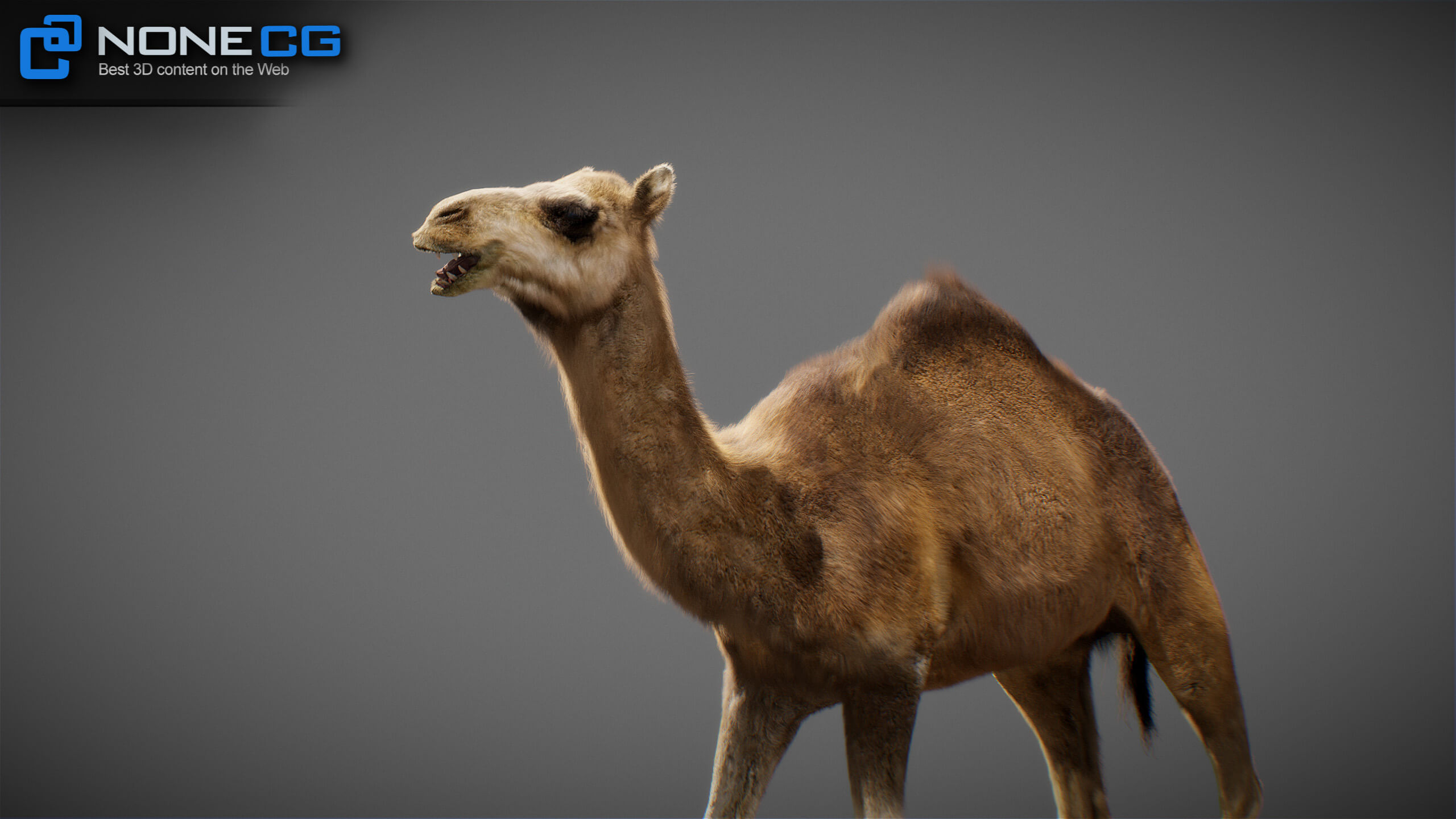 Animated Camel Images