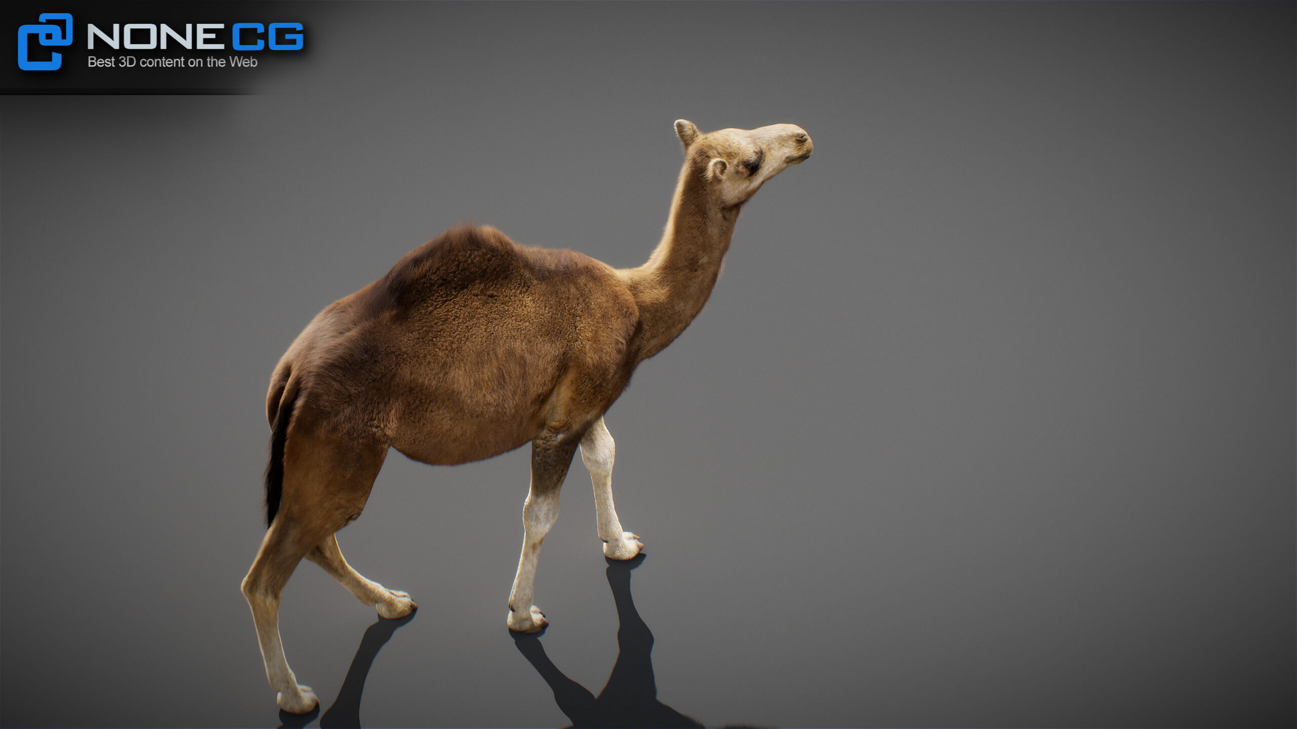 Animated Camel V2 - 3D Model by NoneCG