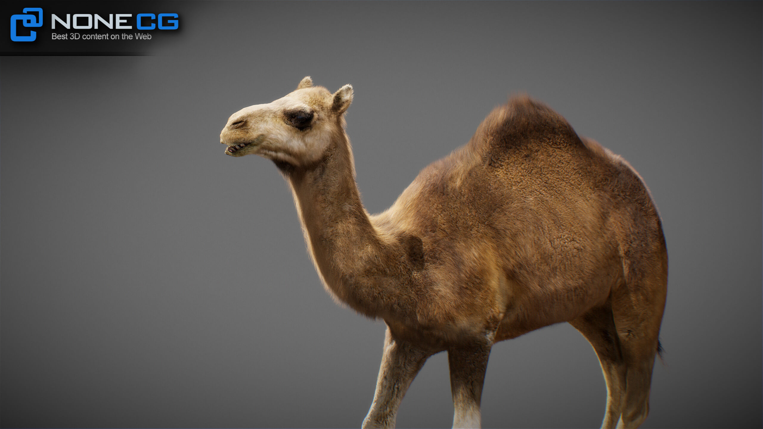 Animated Camel V2 - 3D Model by NoneCG