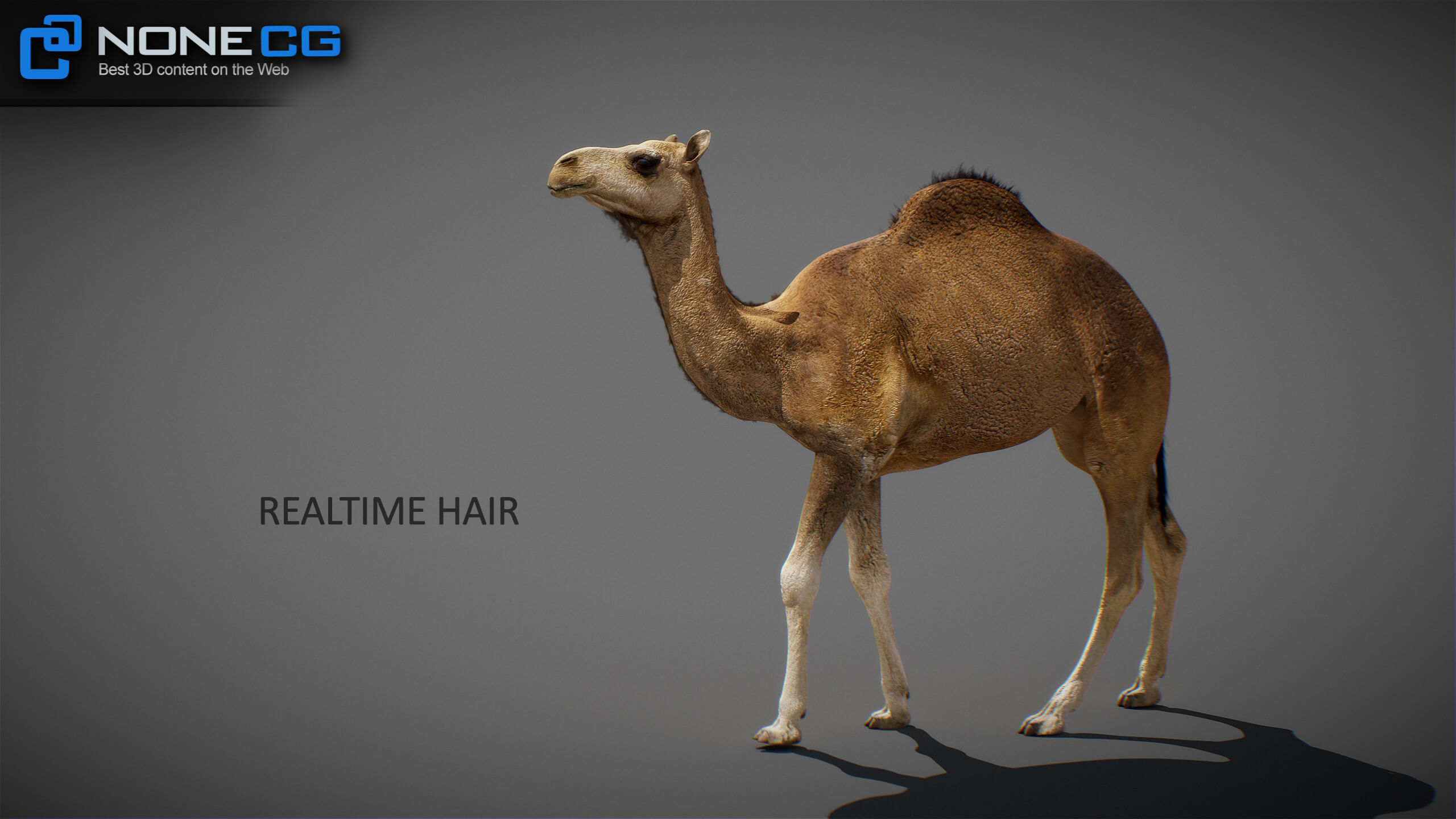 Animated Camel V2 - 3D Model by NoneCG