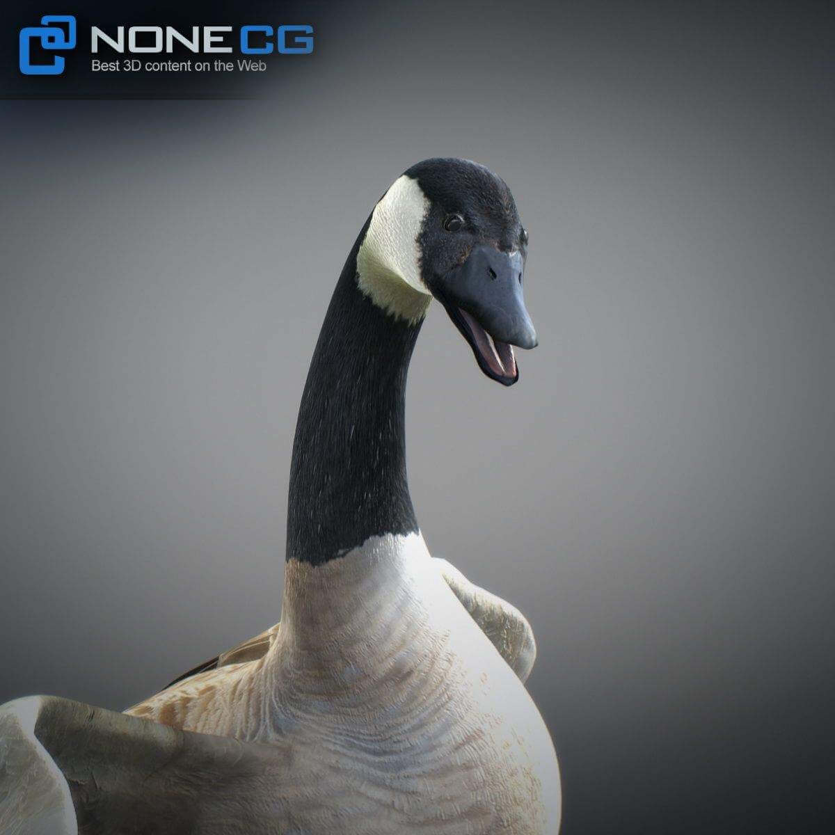 Canada Goose - 3D Model by NoneCG