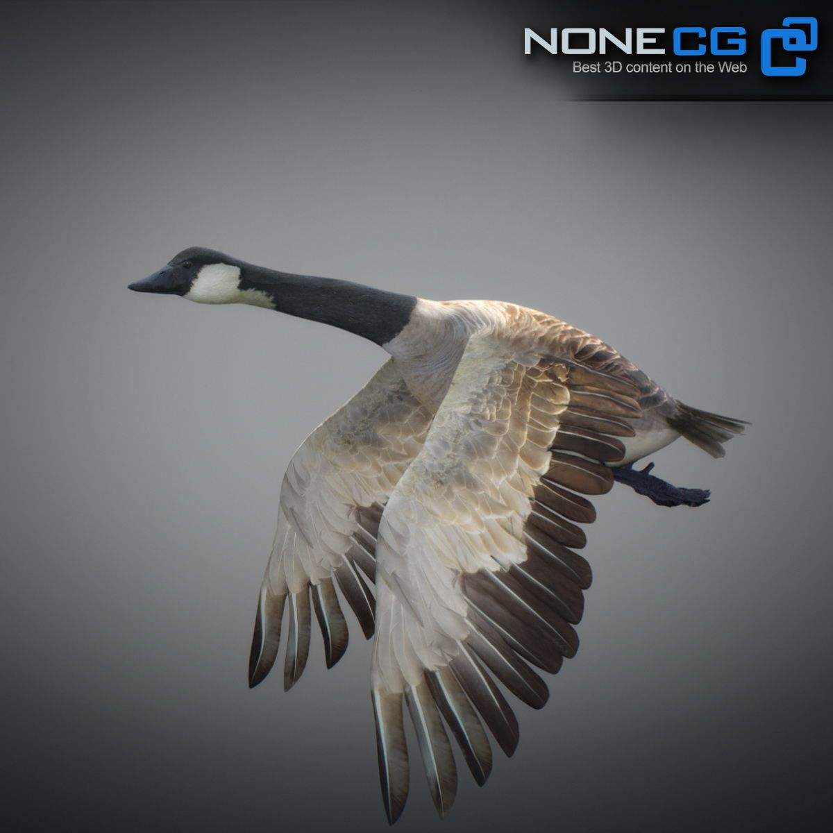 Canada Goose - 3D Model by NoneCG