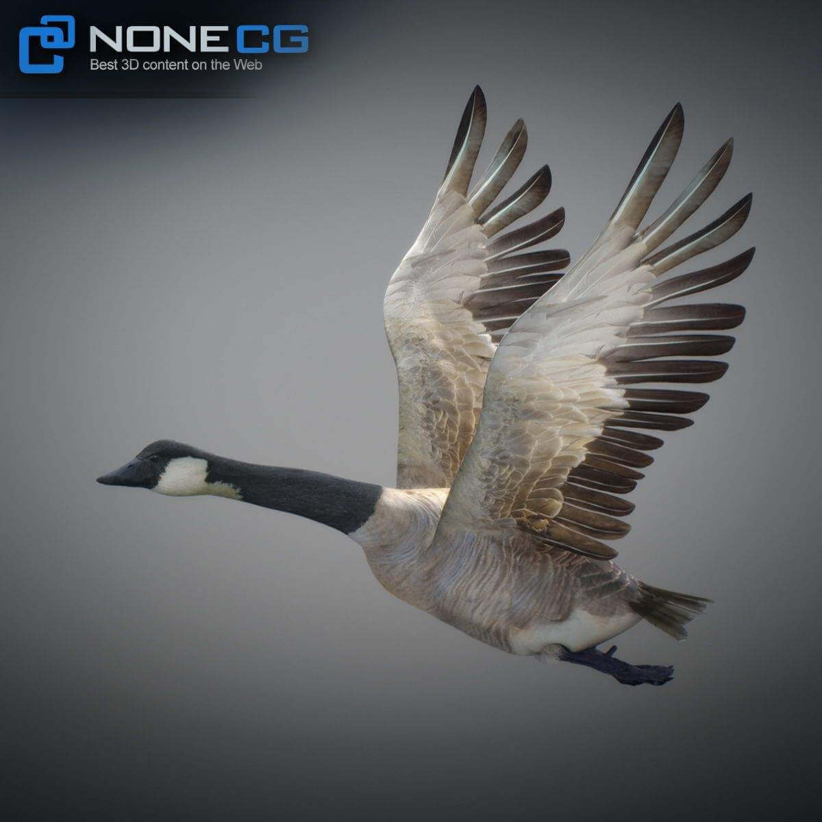 Canada Goose - 3D Model by NoneCG