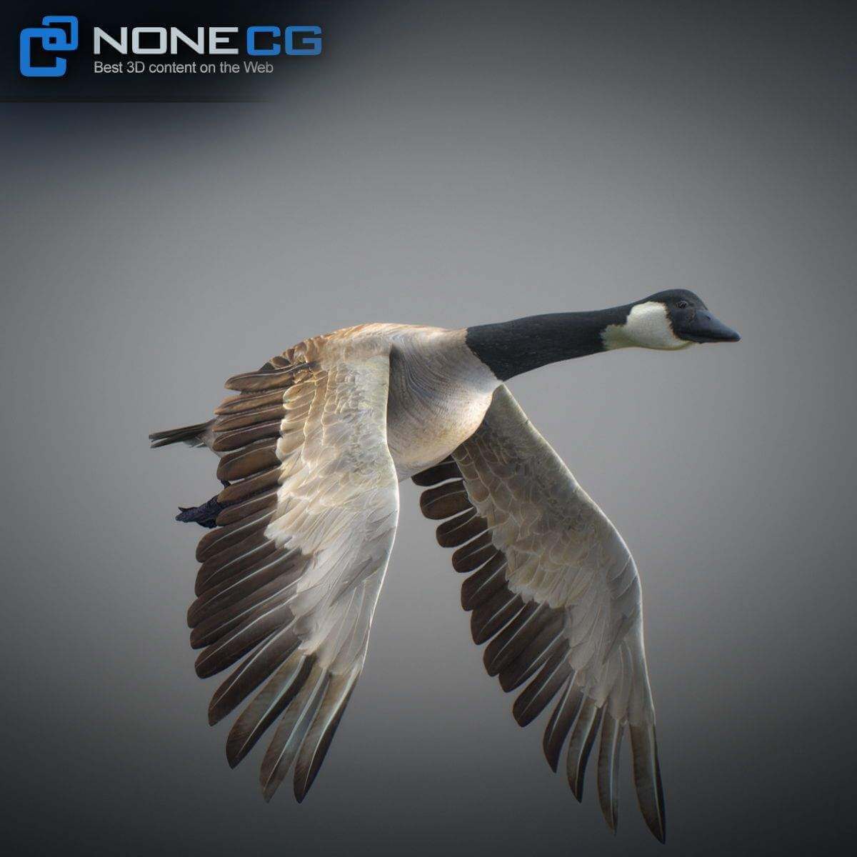 Canada Goose - 3D Model by NoneCG