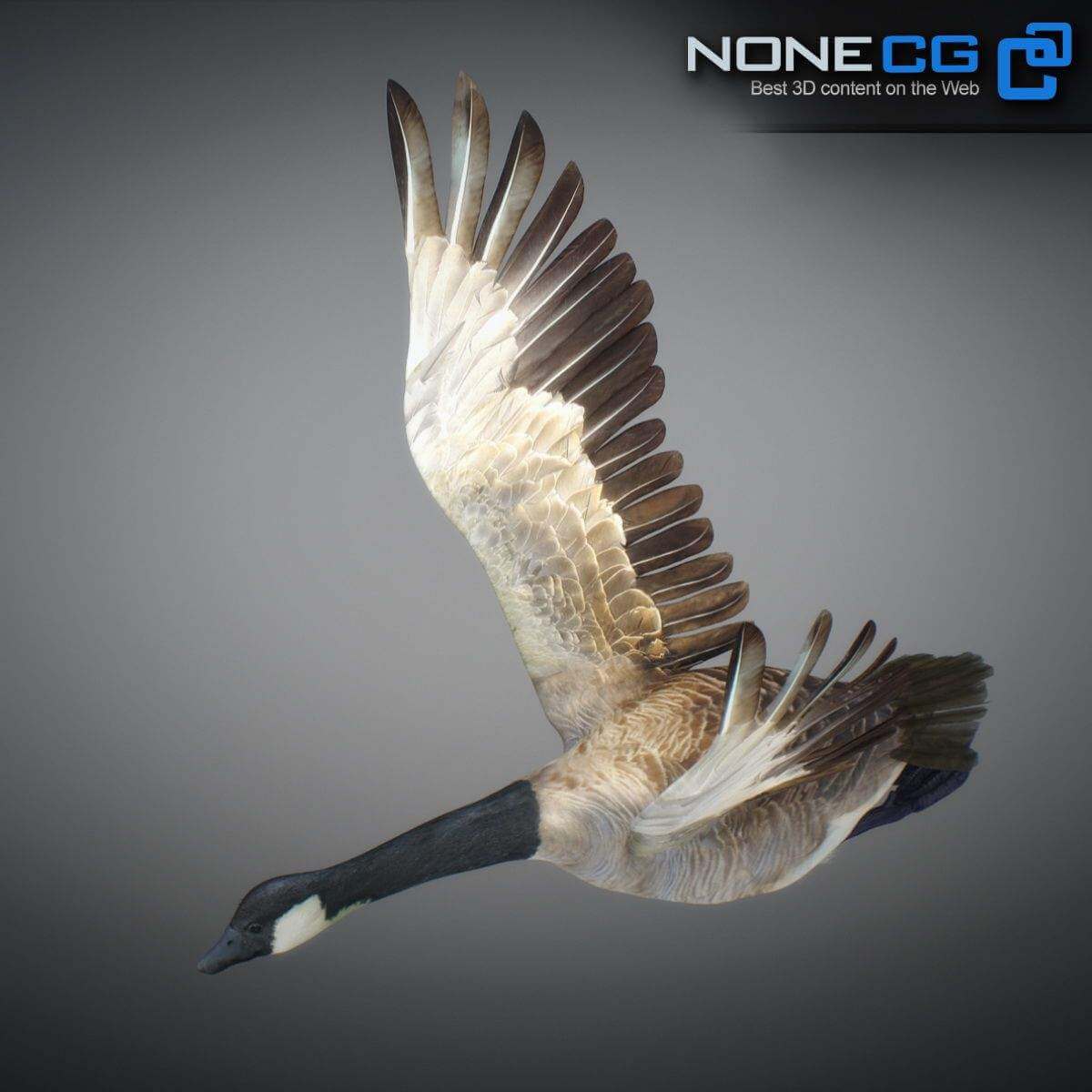 Canada Goose - 3D Model by NoneCG