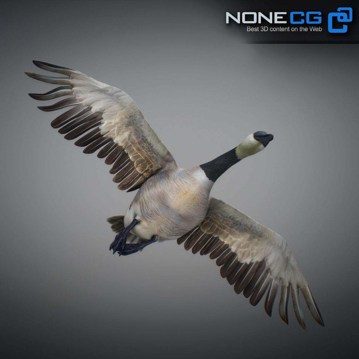 Canada Goose - 3D Model by NoneCG