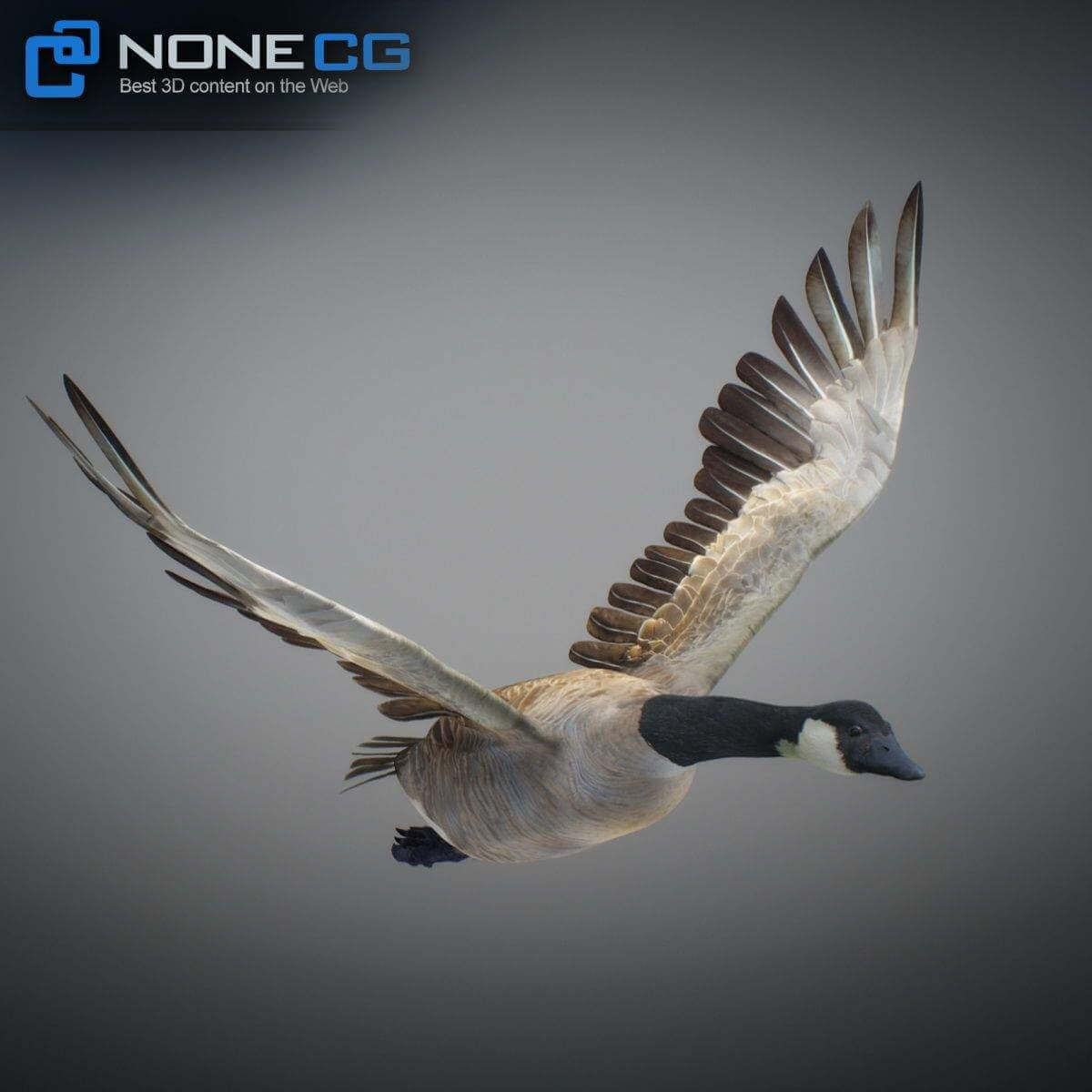 Canada Goose - 3D Model by NoneCG