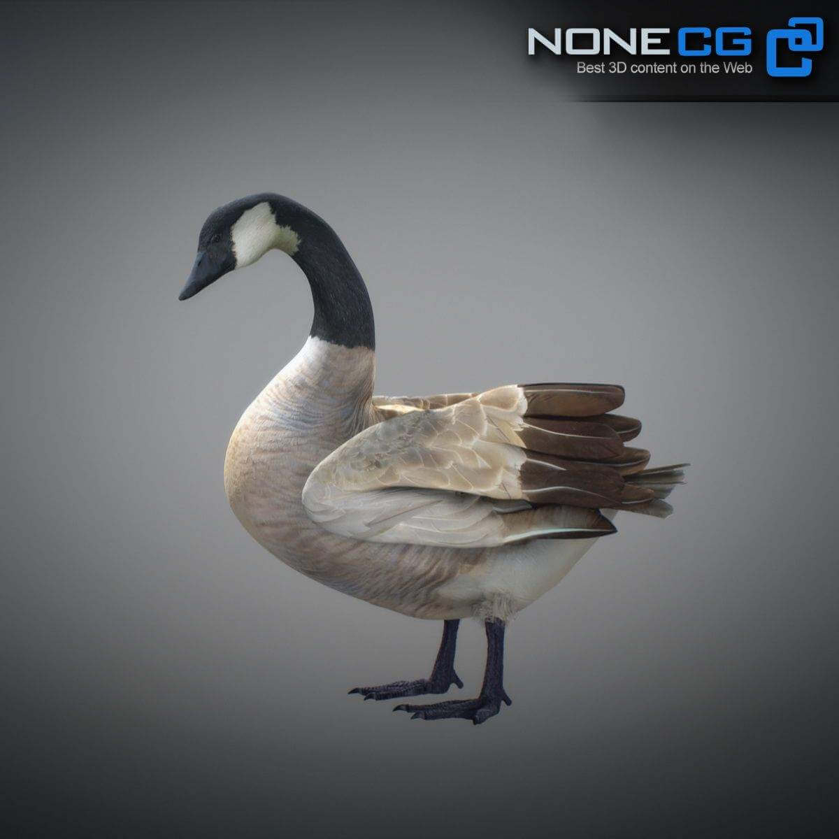 Canada Goose - 3D Model by NoneCG