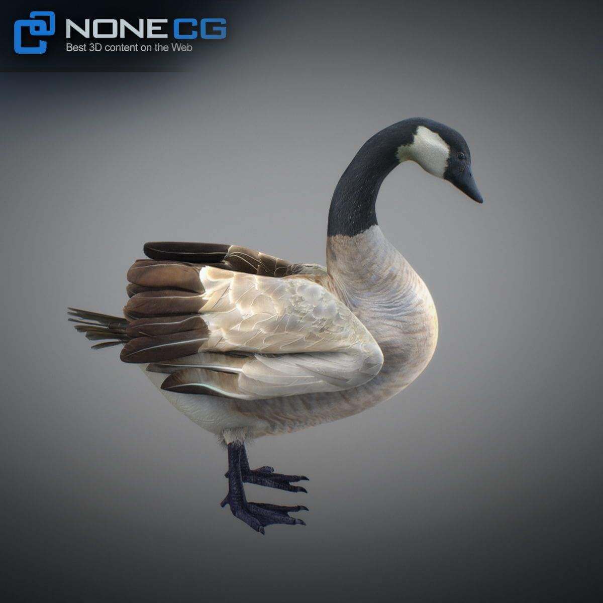 Canada Goose - 3D Model by NoneCG