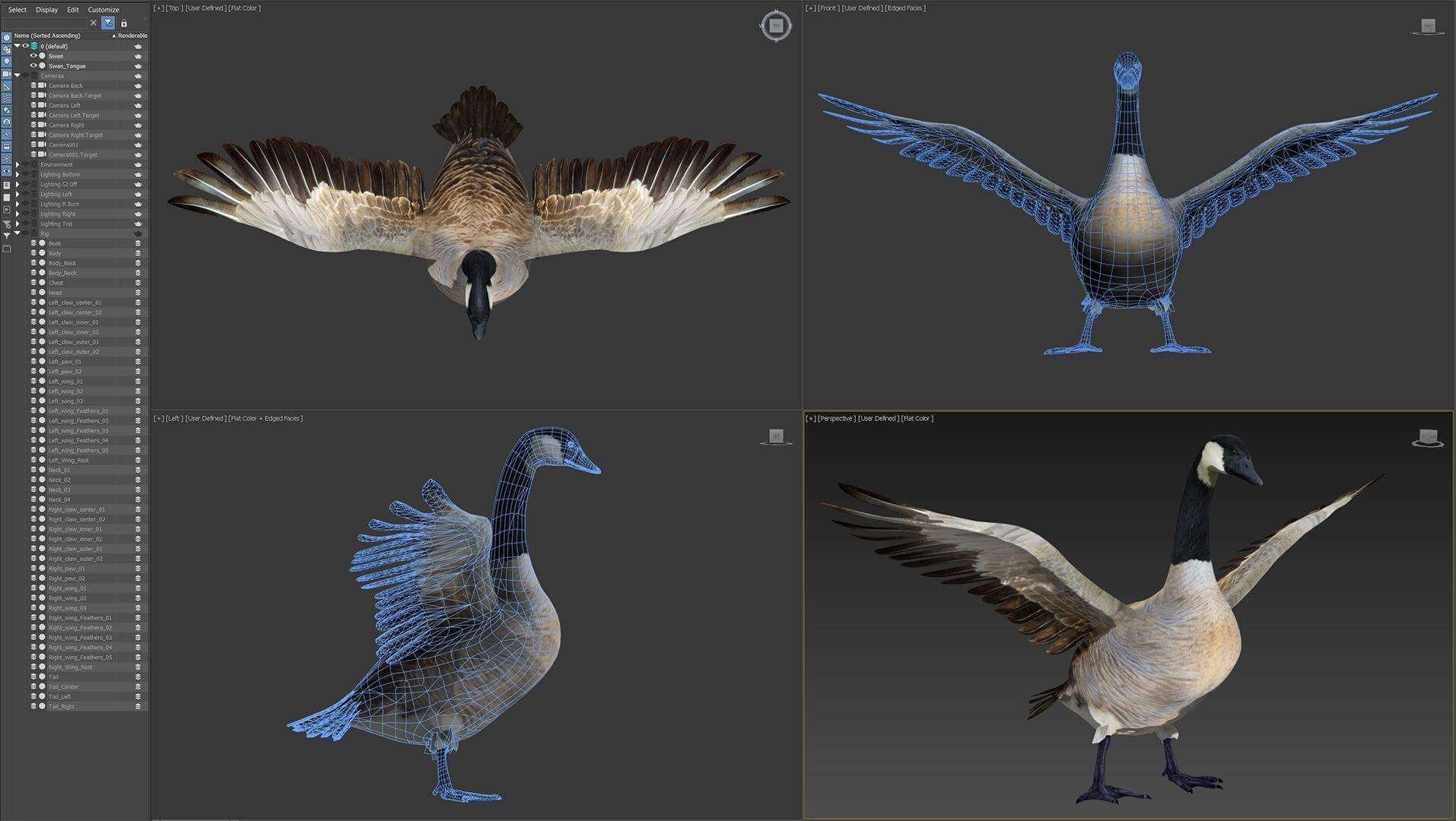Canada Goose - 3D Model by NoneCG