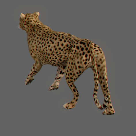 Animated Cheetah - 3D Model by NoneCG