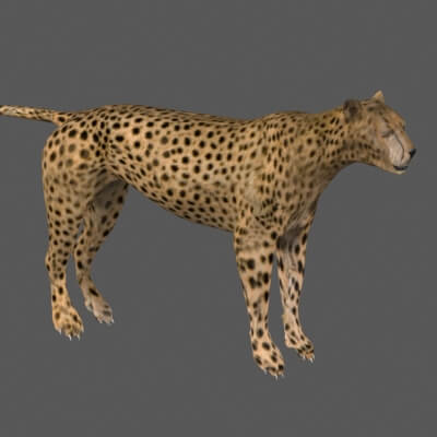 Animated Cheetah - 3D Model by NoneCG