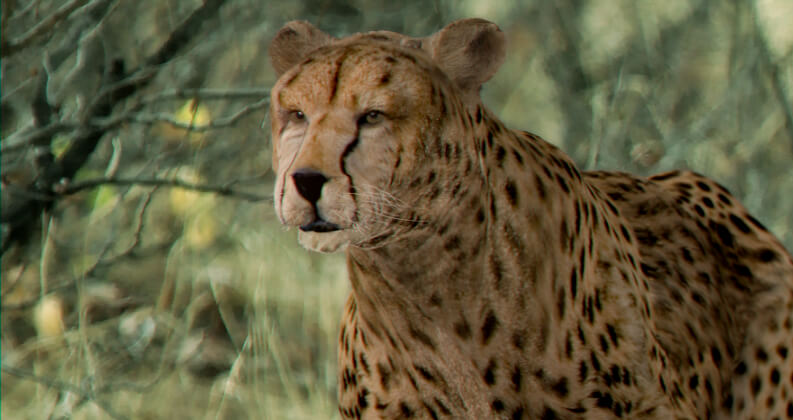 Animated Cheetah - 3D Model by NoneCG