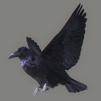 Animated Crow - 3D Model by NoneCG