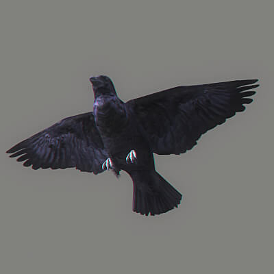 Animated Crow - 3D Model by NoneCG