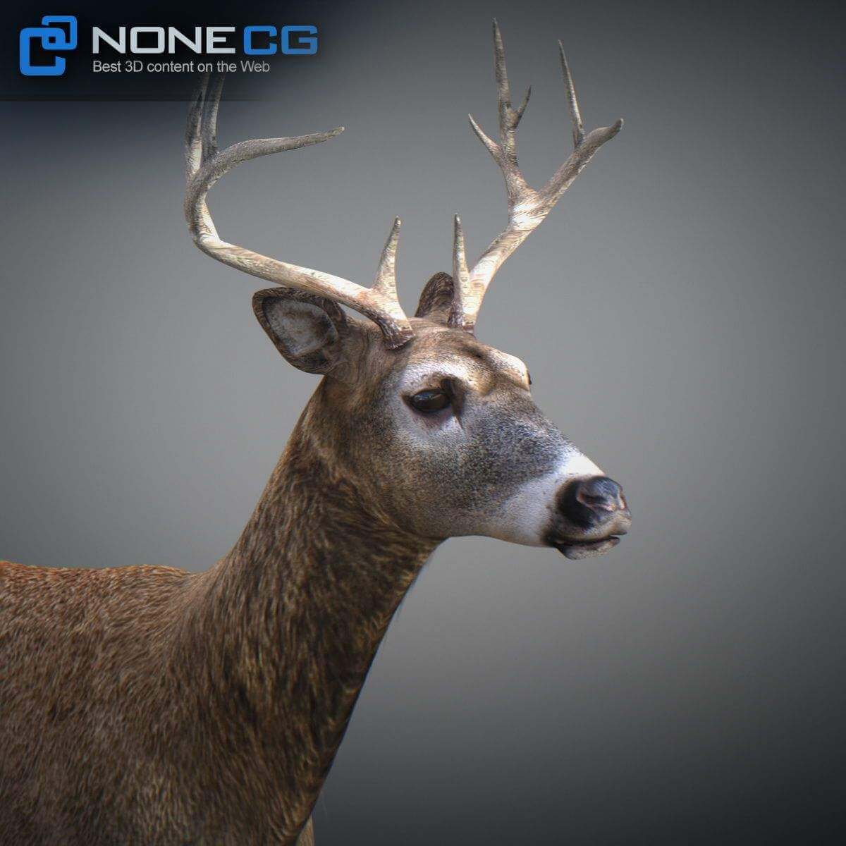 Deer - 3D Model by NoneCG