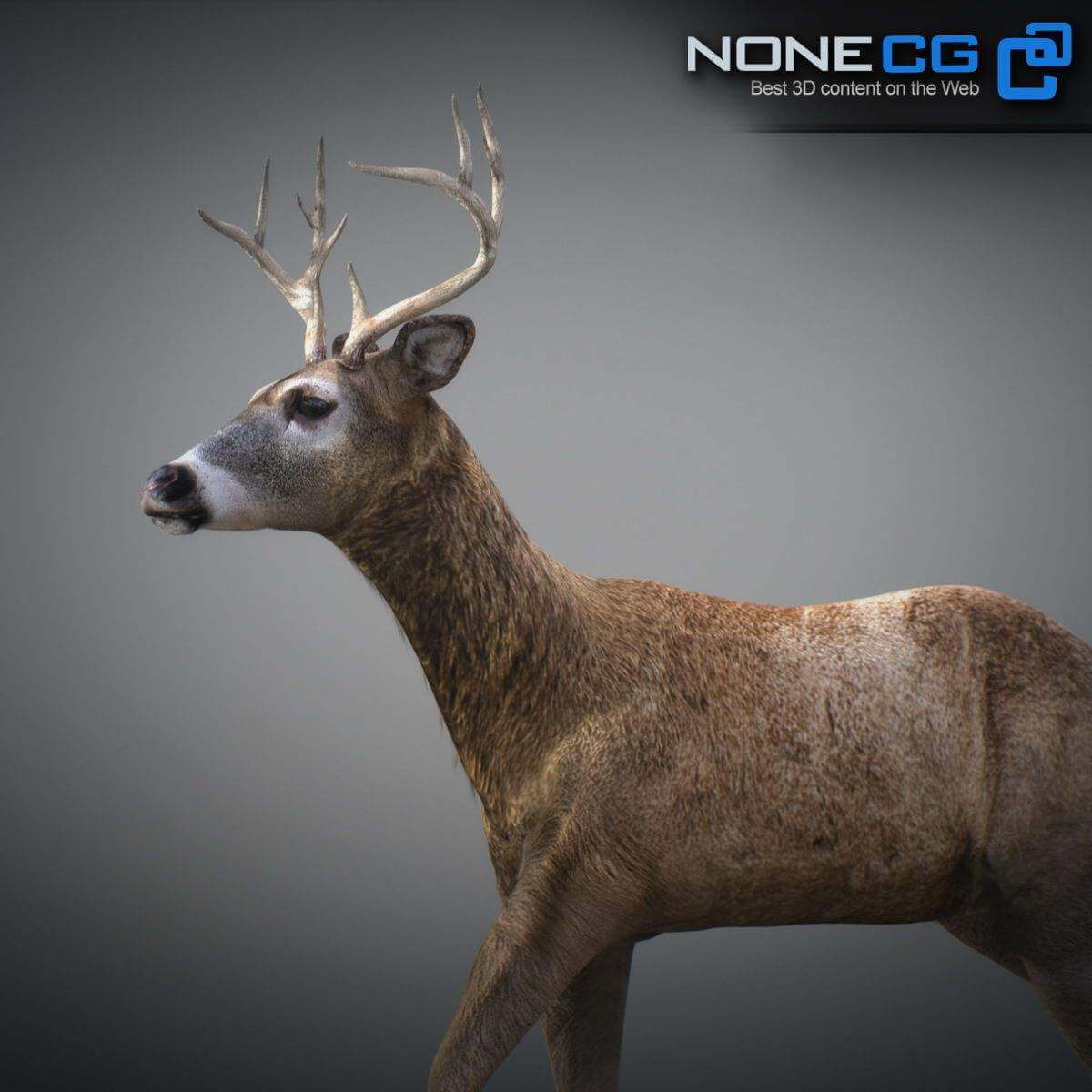 Deer - 3D Model by NoneCG