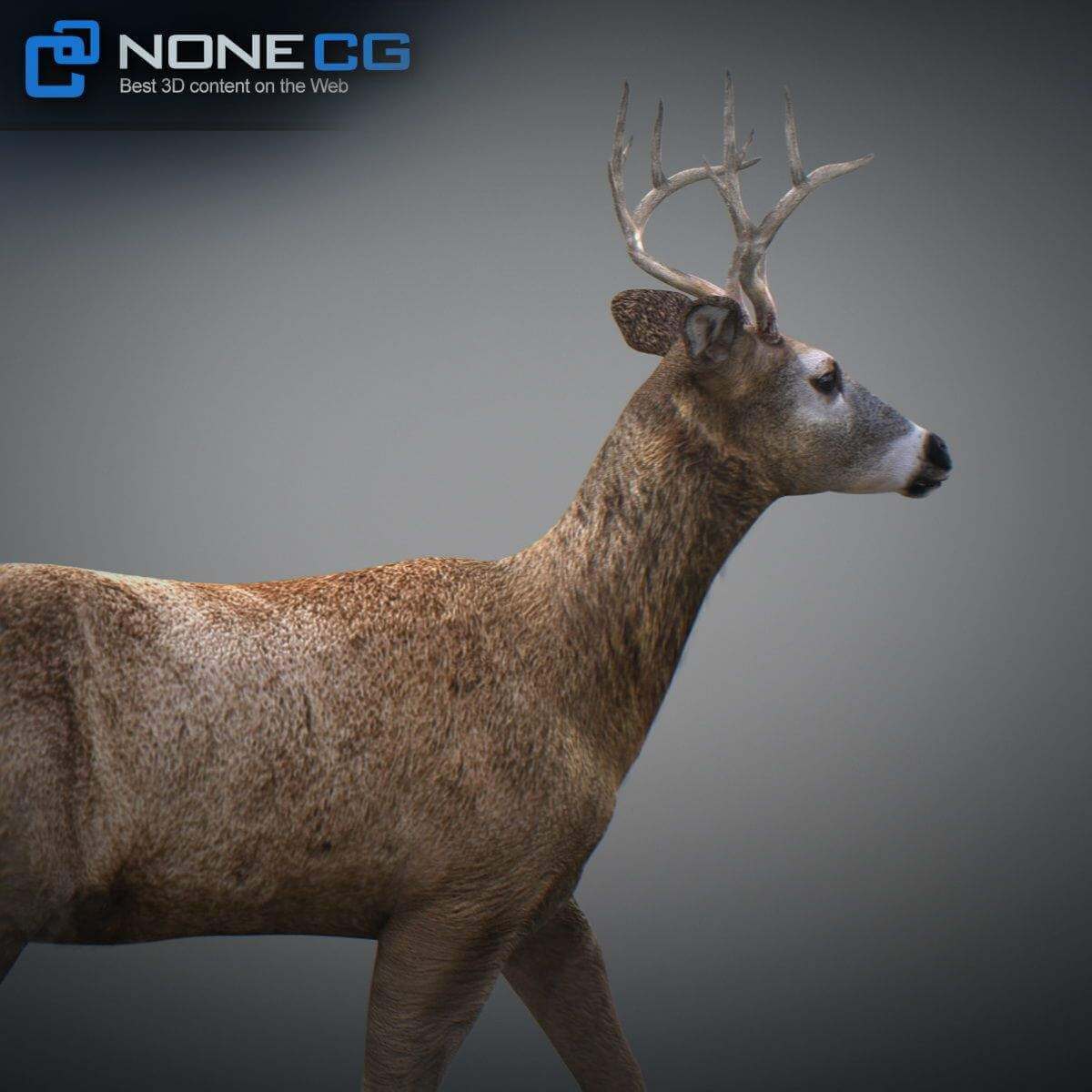 Deer - 3D Model by NoneCG