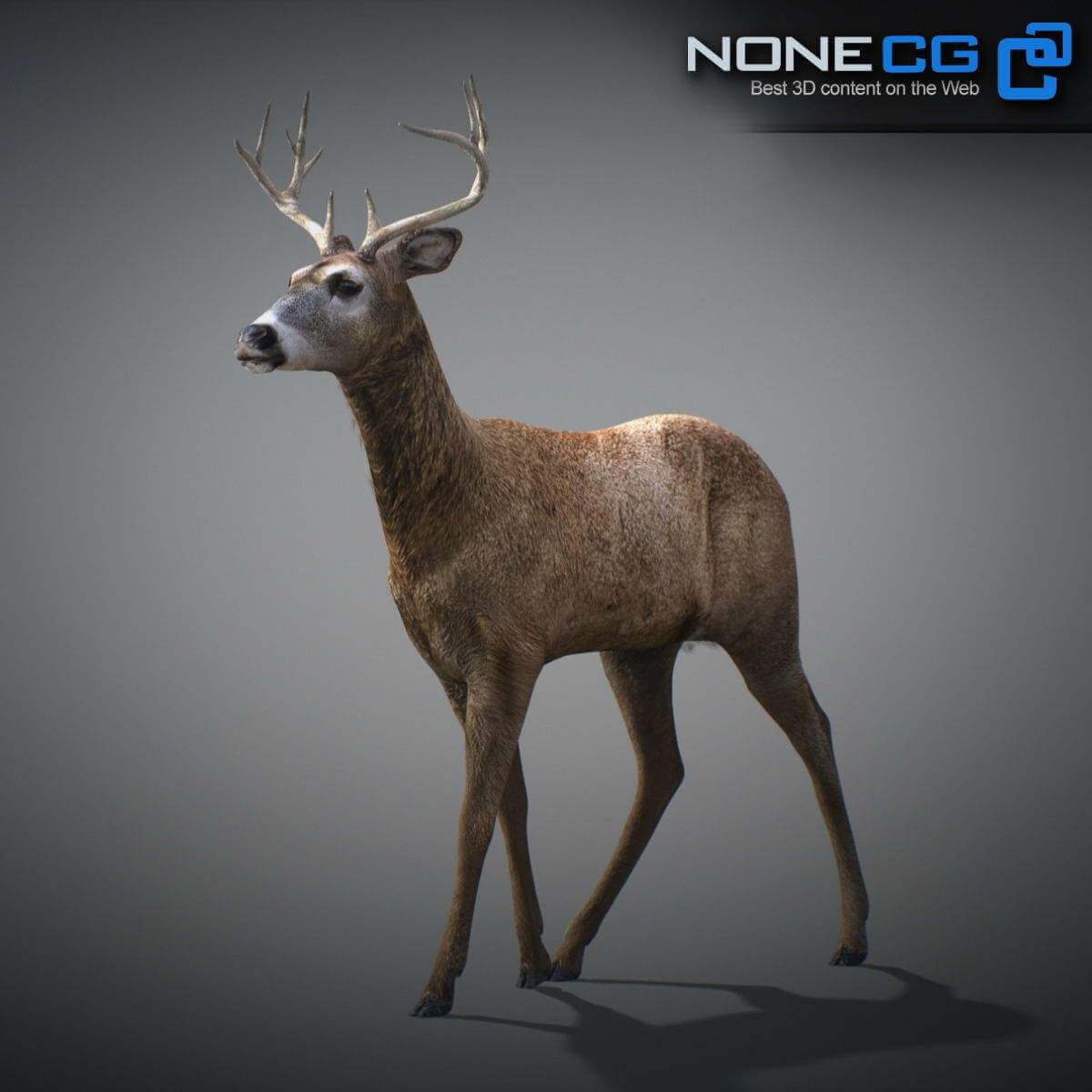 Deer - 3D Model by NoneCG
