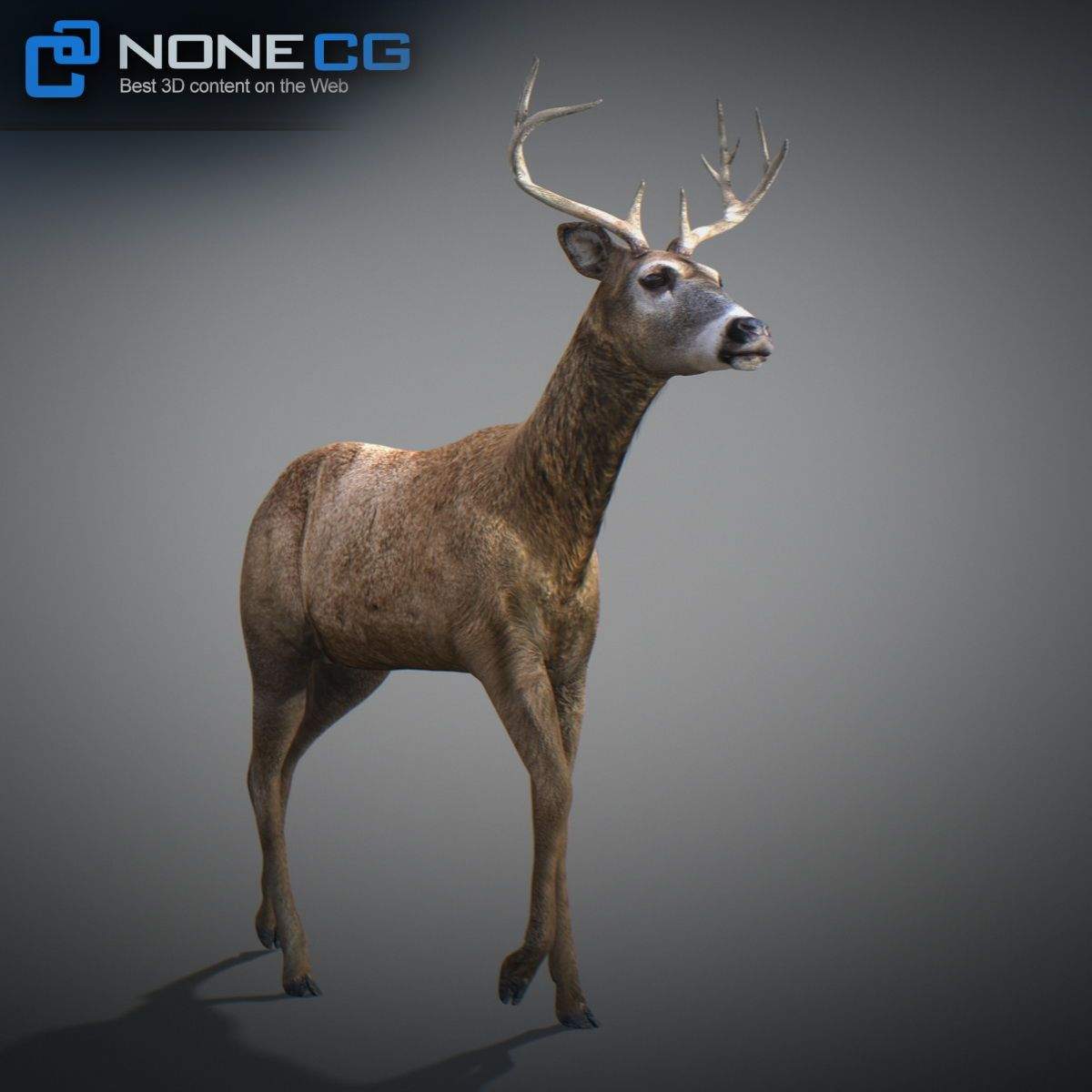 Deer - 3D Model by NoneCG