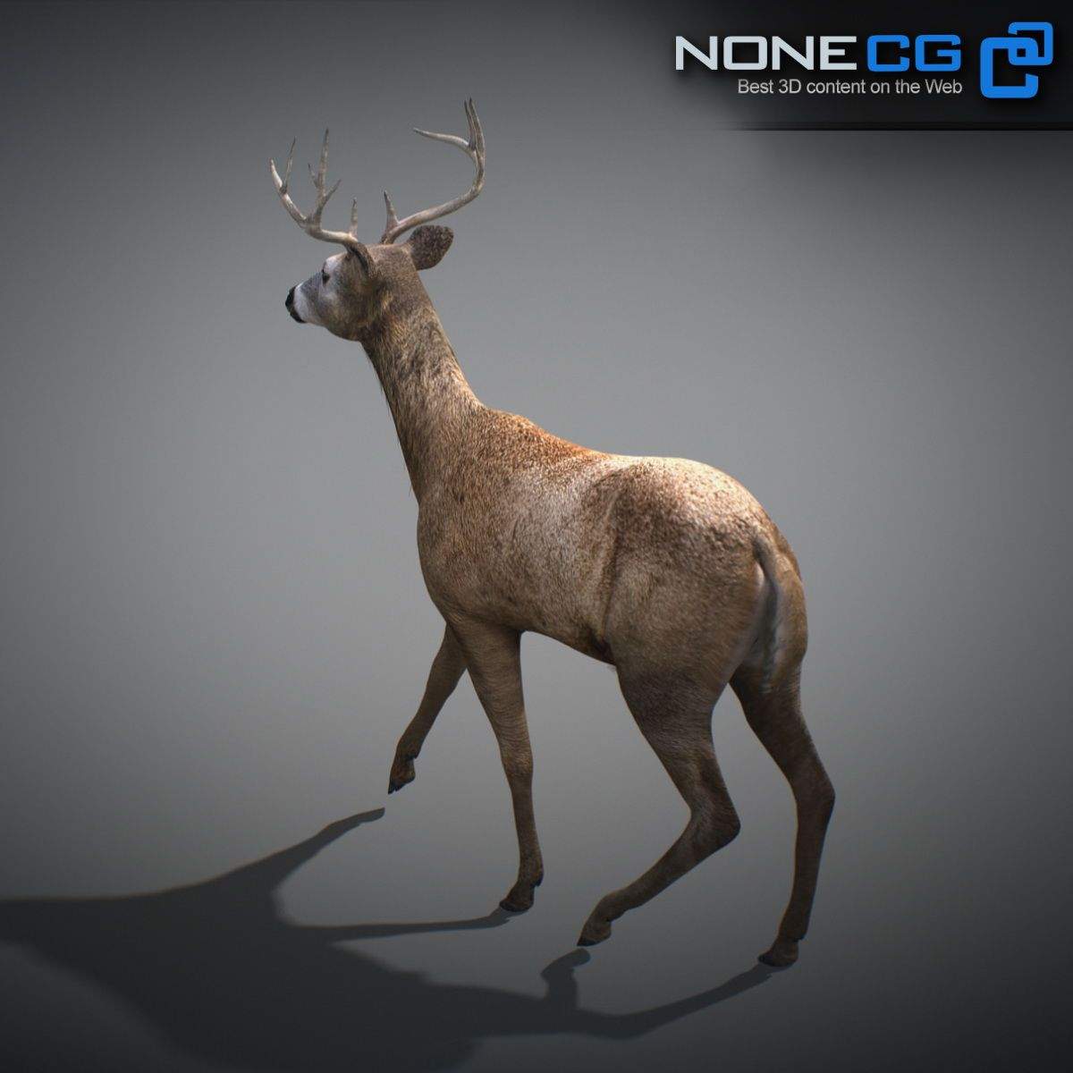 Deer - 3D Model by NoneCG