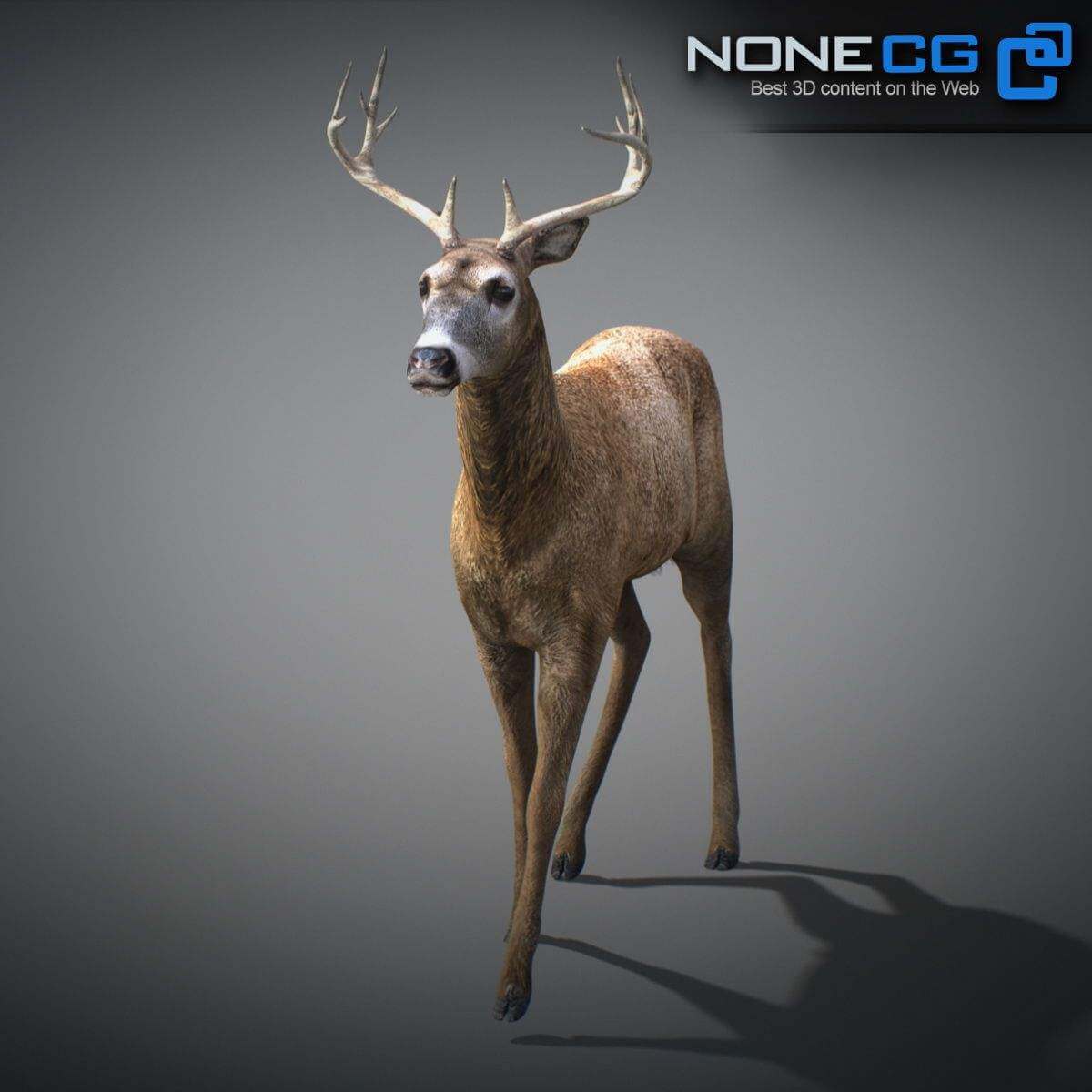 Deer - 3D Model by NoneCG