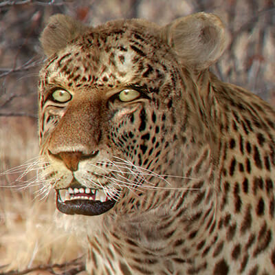 Animated Leopard - 3D Model by NoneCG