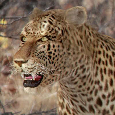 Animated Leopard - 3D Model by NoneCG