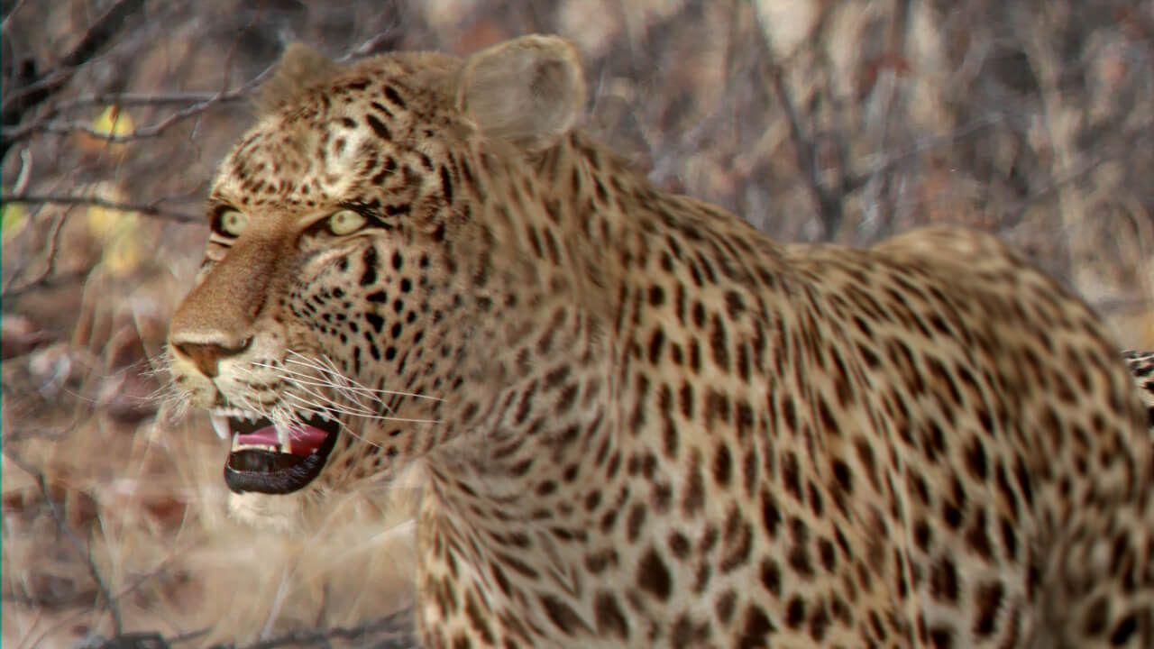 Animated Leopard - 3D Model by NoneCG