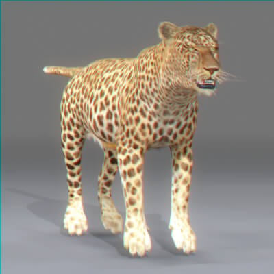 Animated Leopard - 3D Model by NoneCG
