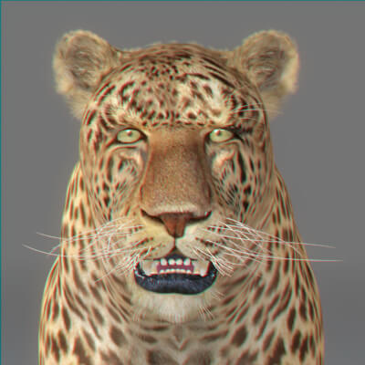Animated Leopard - 3D Model by NoneCG