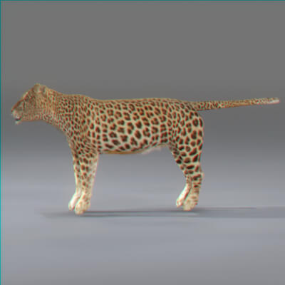 Animated Leopard - 3D Model by NoneCG