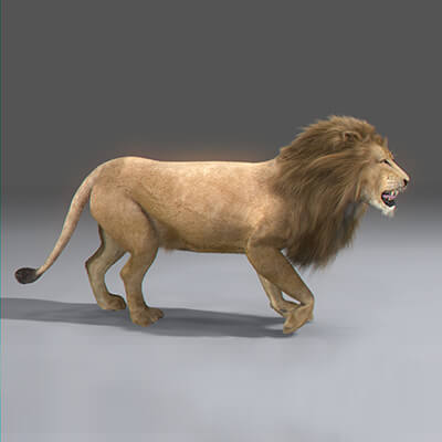 Animated Lion - 3D Model by NoneCG