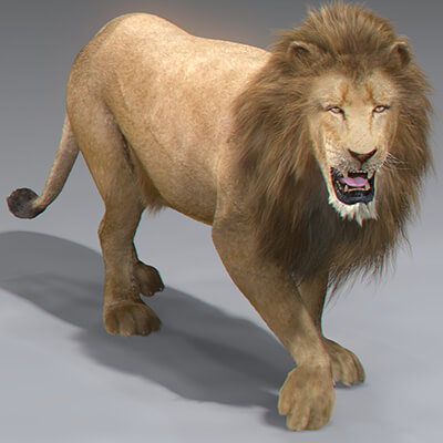 Animated Lion - 3D Model by NoneCG