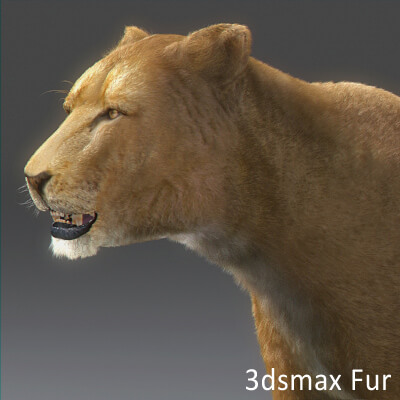 Animated Lioness - 3D Model by NoneCG