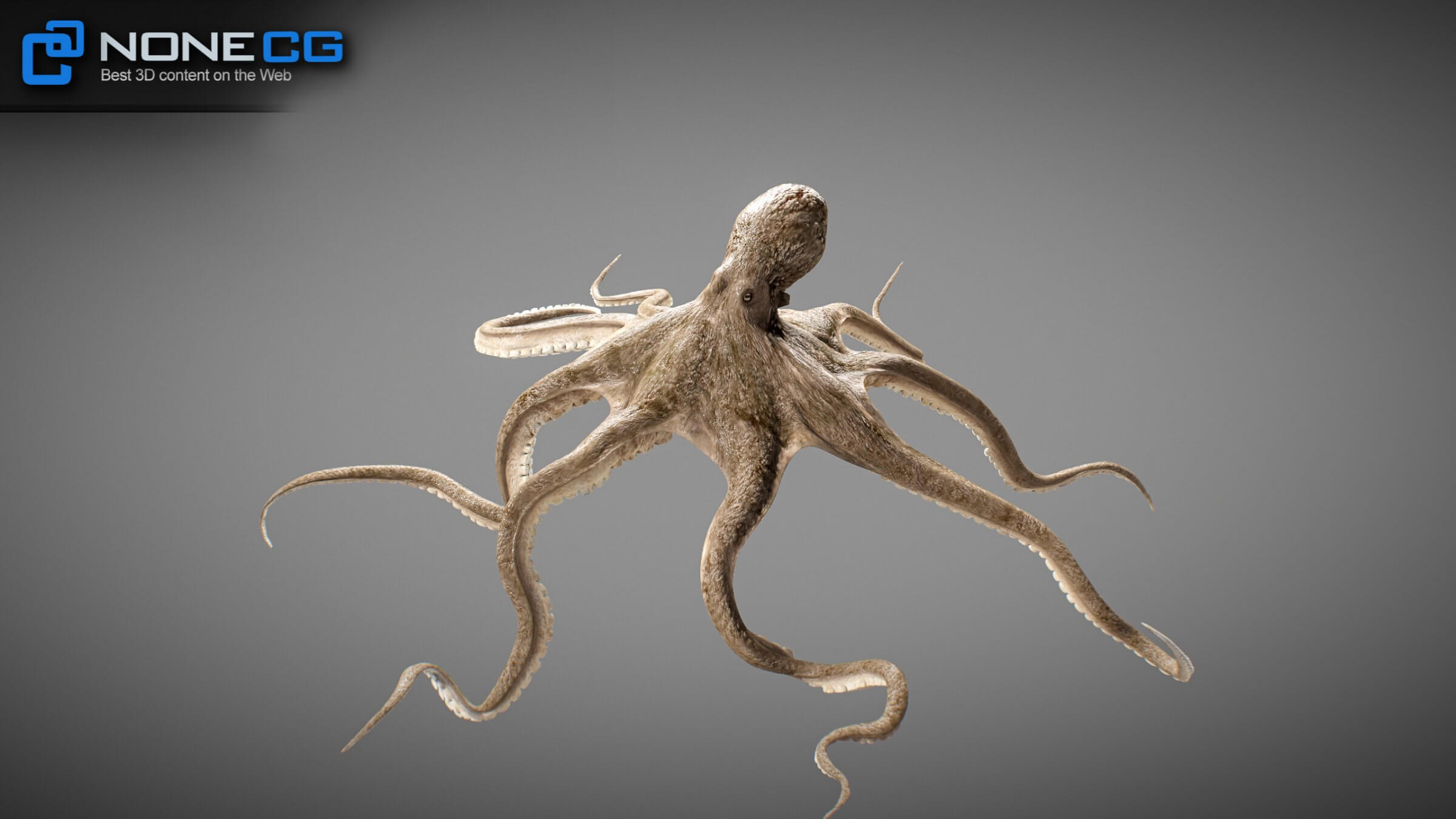 Animated Octopus V2 - 3D Model by NoneCG