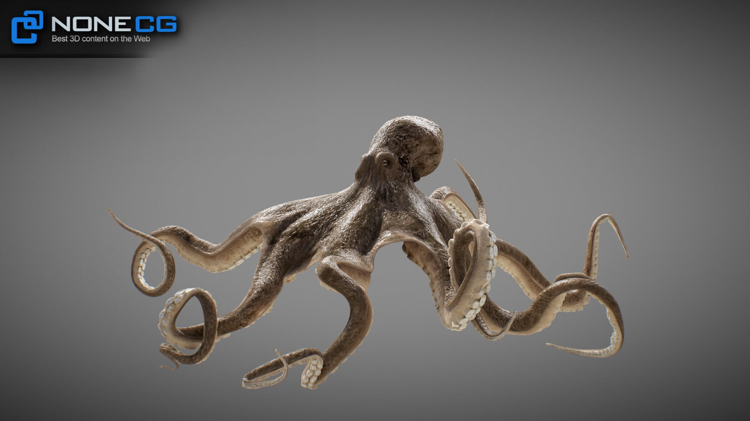 Animated Octopus V2 - 3D Model by NoneCG