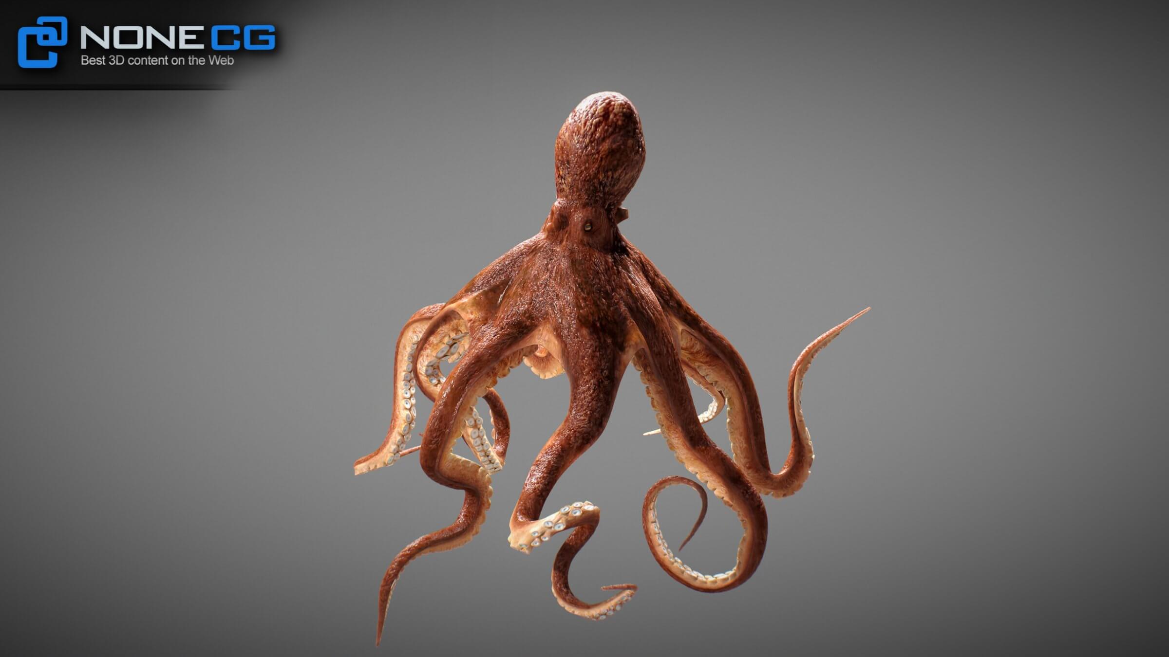 Animated Octopus V2 - 3D Model by NoneCG