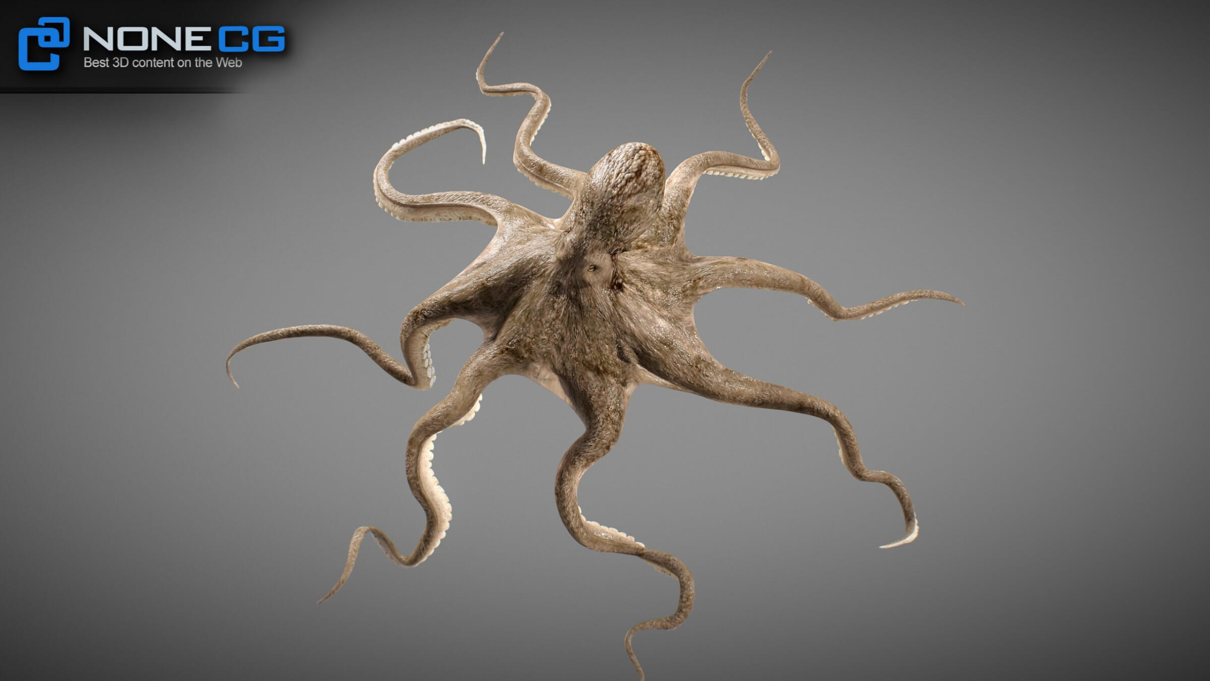 Animated Octopus V2 - 3D Model by NoneCG