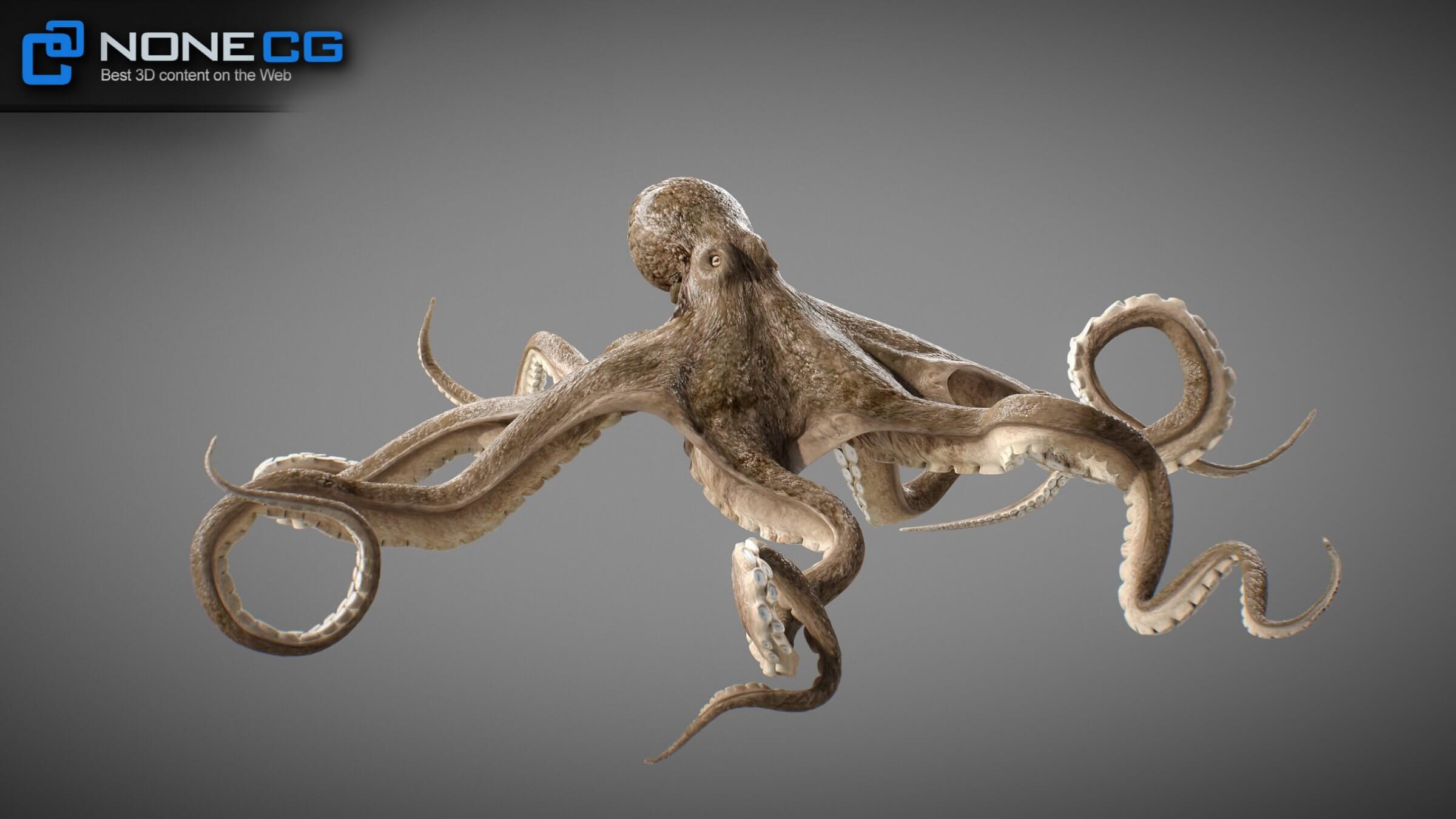 Animated Octopus V2 - 3D Model by NoneCG