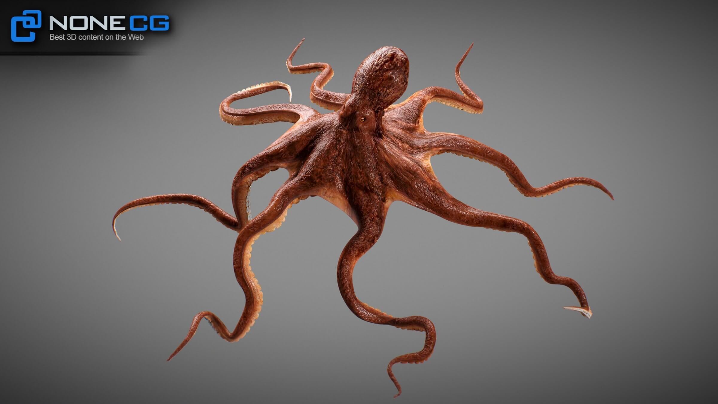 Animated Octopus V2 - 3D Model by NoneCG