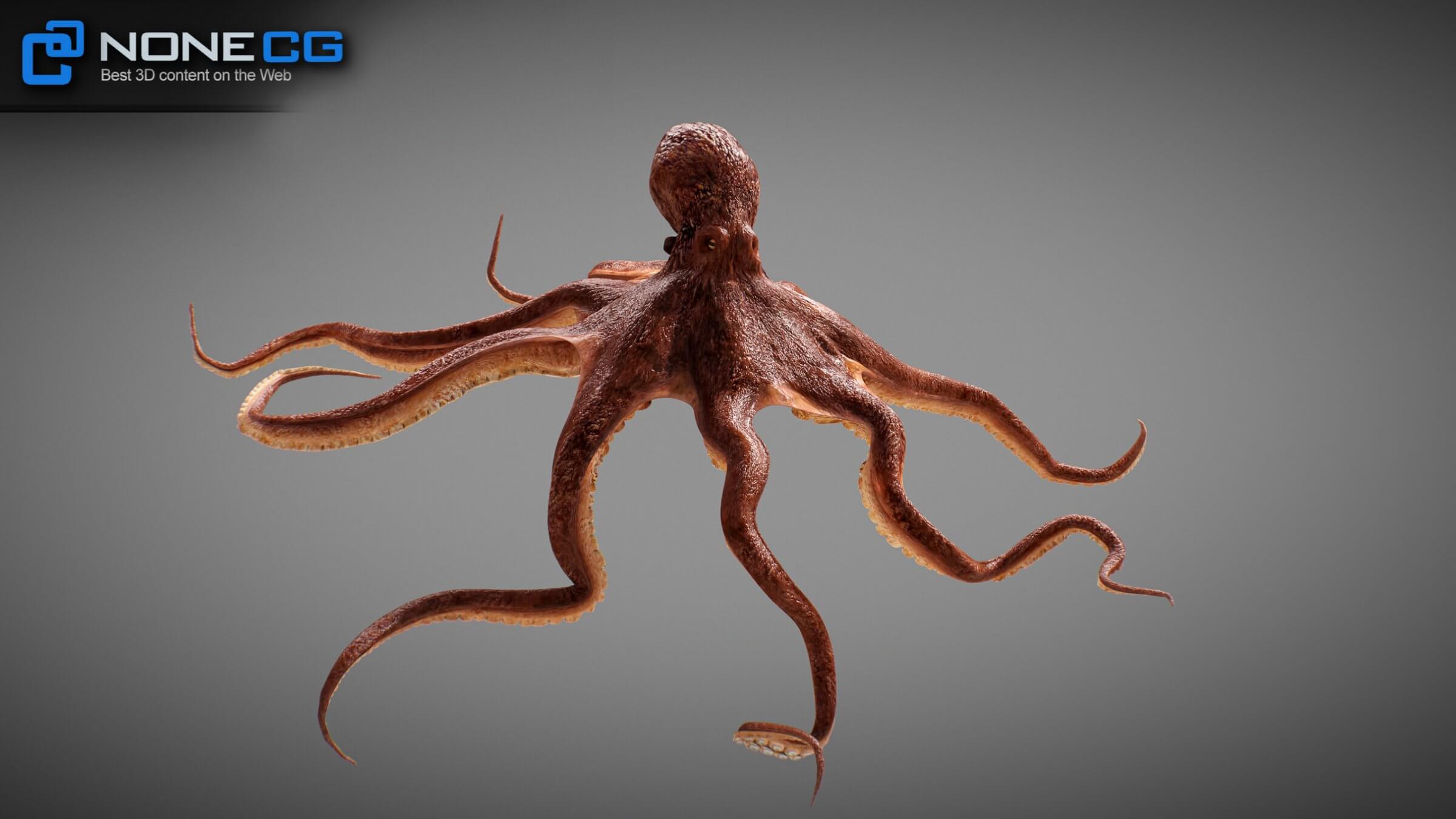 Animated Octopus V2 - 3D Model by NoneCG