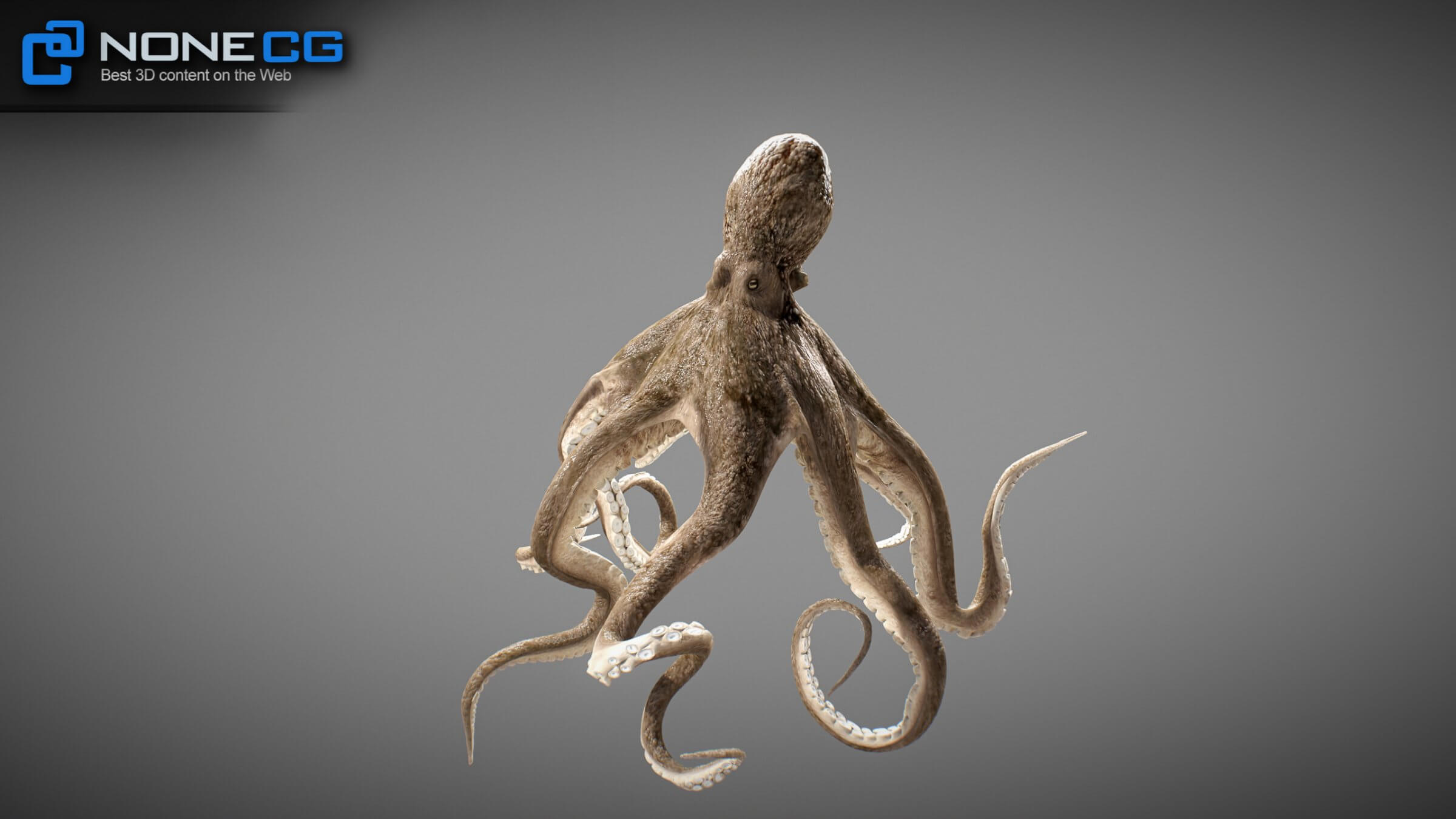 Animated Octopus V2 - 3D Model by NoneCG
