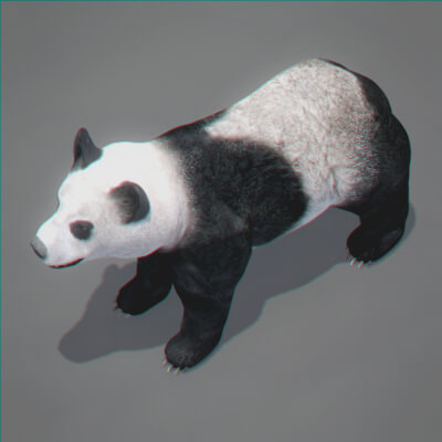 Animated Panda Bear - 3D Model by NoneCG